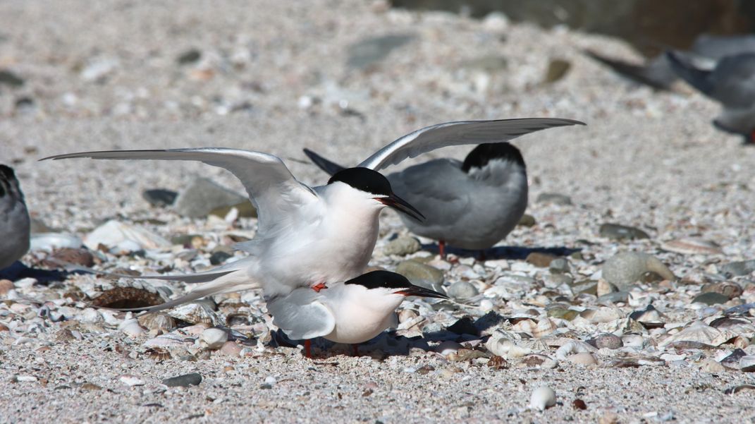 A Pair of Roseate Terns mating | Smithsonian Photo Contest ...