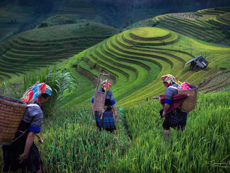 Rice Farmers at Raspberry Hill, Vietnam | Smithsonian Photo Contest ...