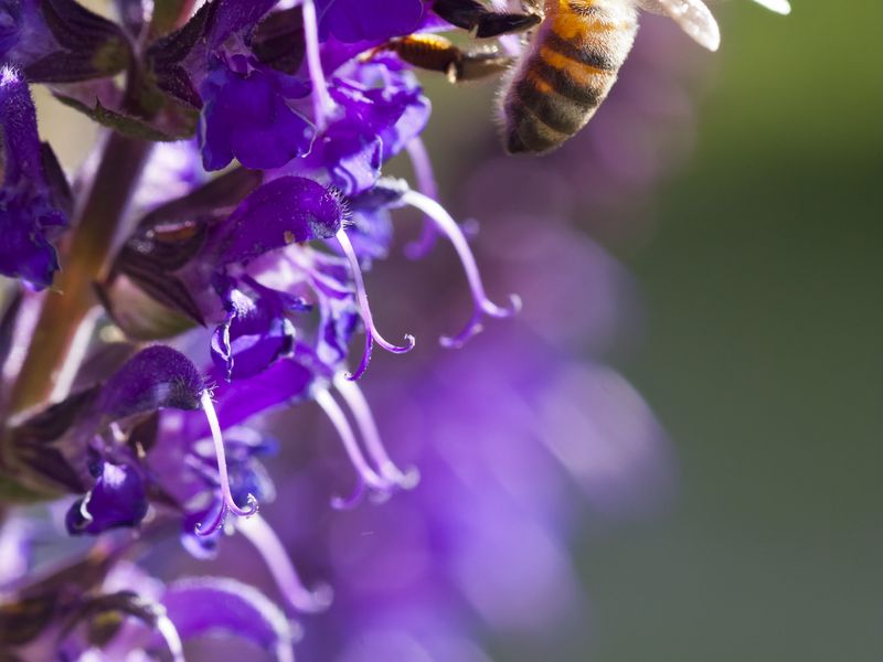 Bee collecting pollen. | Smithsonian Photo Contest | Smithsonian Magazine
