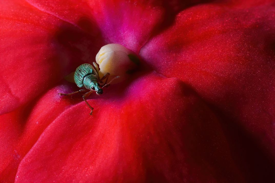 THE GREEN WEEVIL | Smithsonian Photo Contest | Smithsonian Magazine