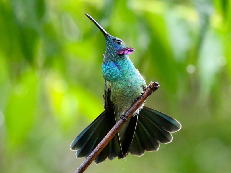 Colibri serrirostris | Smithsonian Photo Contest | Smithsonian Magazine