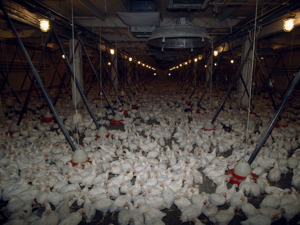 A Professor Proposes Creating the Matrix for Factory-Farmed Chickens