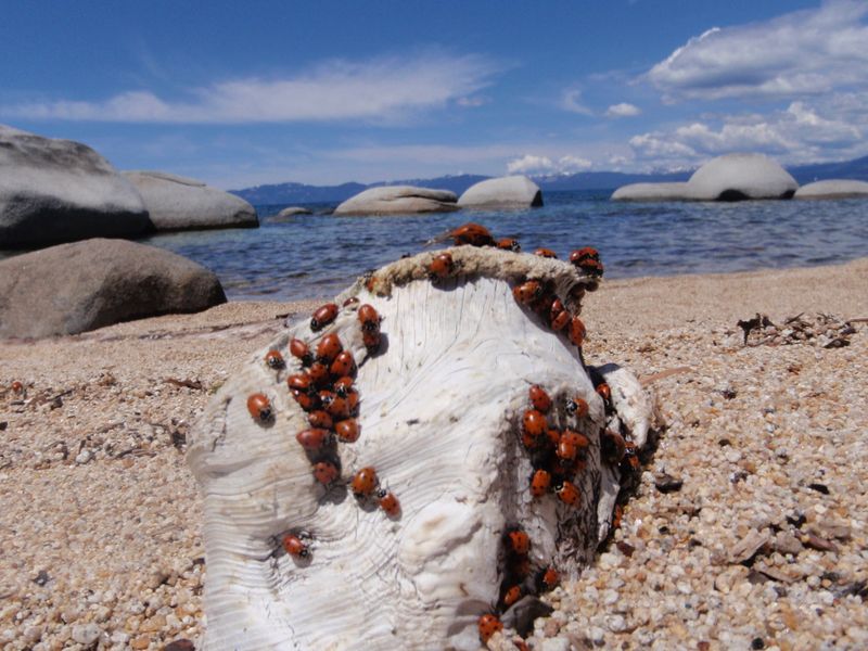 Ladybug Beach at Lake Tahoe | Smithsonian Photo Contest | Smithsonian ...