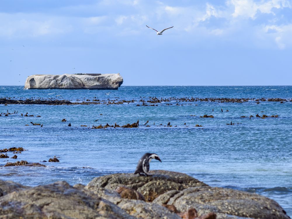 Boulders beach in Cape Town | Smithsonian Photo Contest | Smithsonian ...