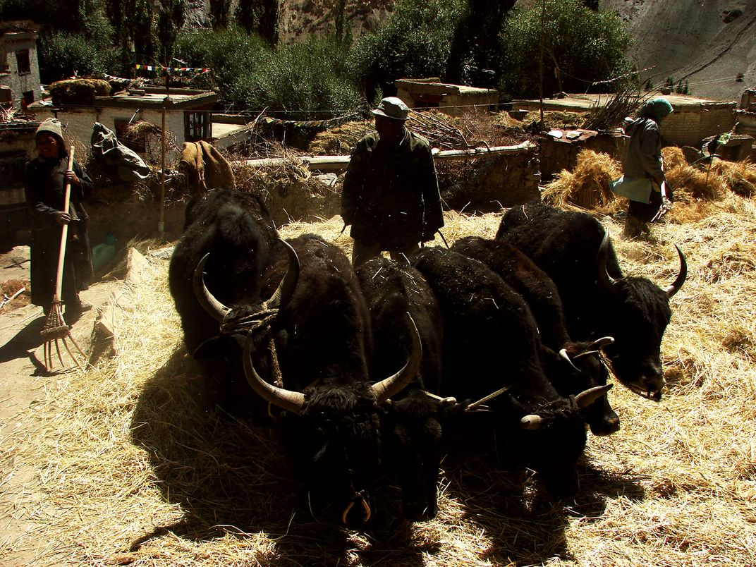 Threshing with the Yaks, an ancient process still in practice ...