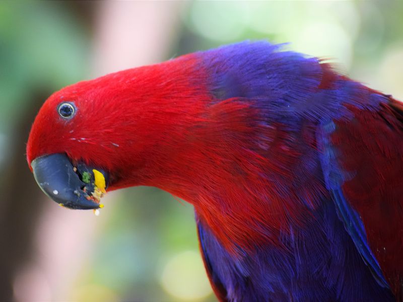 Mango on a Beak | Smithsonian Photo Contest | Smithsonian Magazine