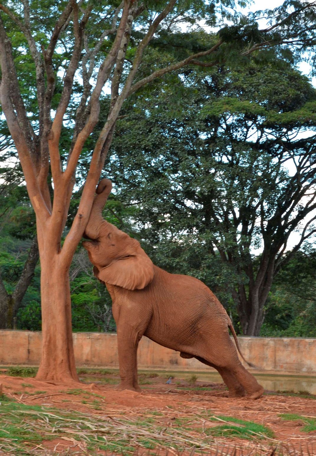 The elephant stroking the tree. | Smithsonian Photo Contest ...