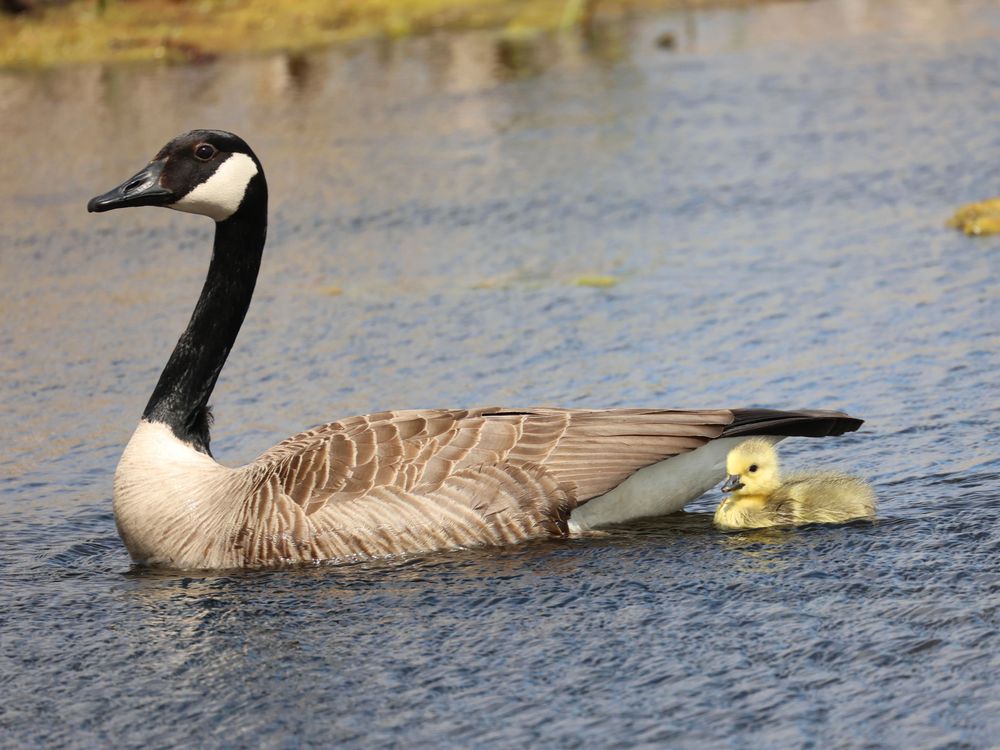 Canadian Goose with Gosling | Smithsonian Photo Contest | Smithsonian ...