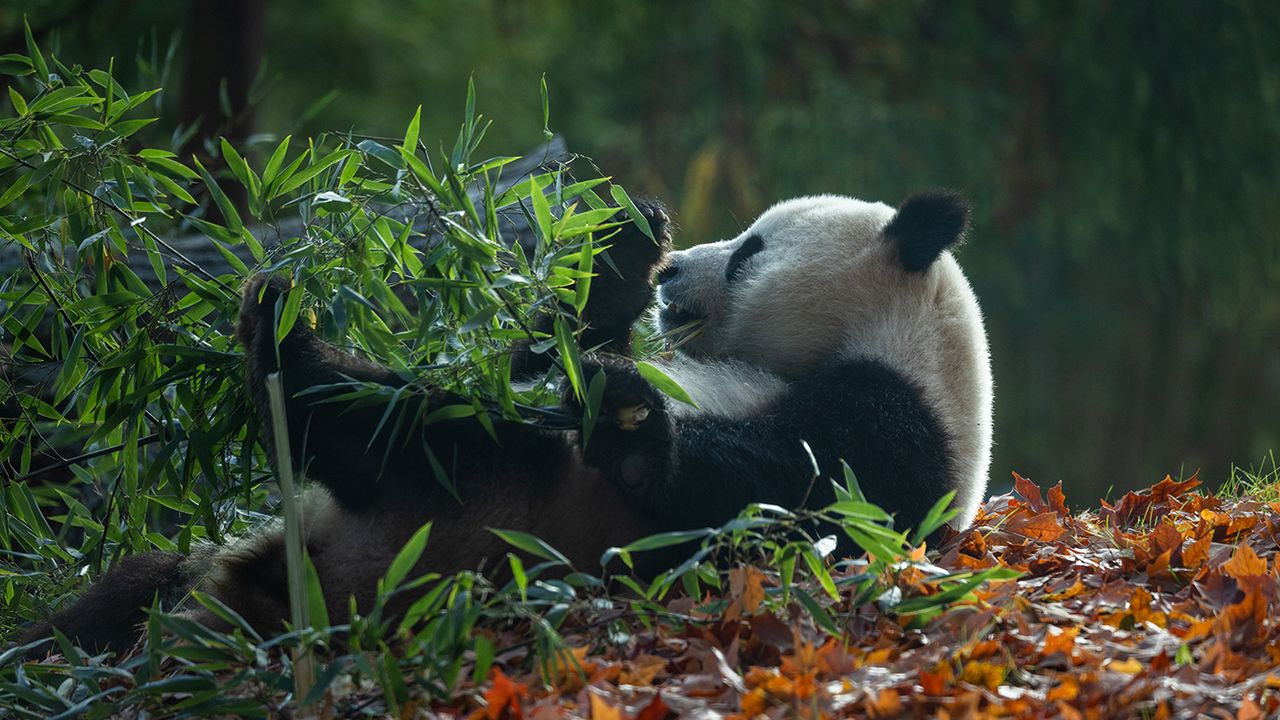 bamboo panda wallington