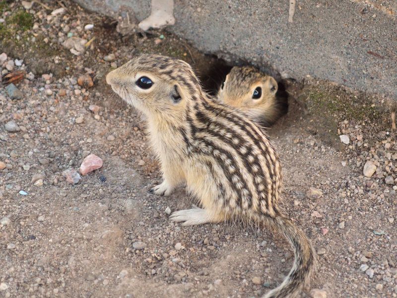 6-Striped Squirrels | Smithsonian Photo Contest | Smithsonian Magazine