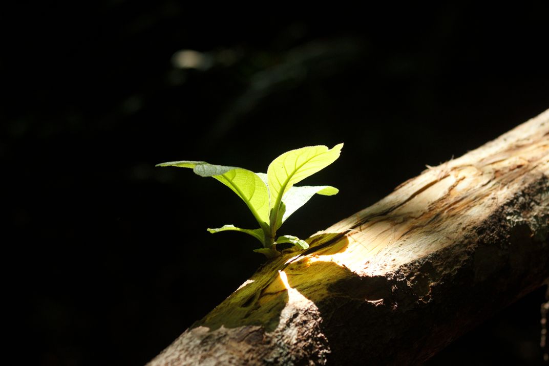 Life and Light and Regrowth | Smithsonian Photo Contest | Smithsonian ...