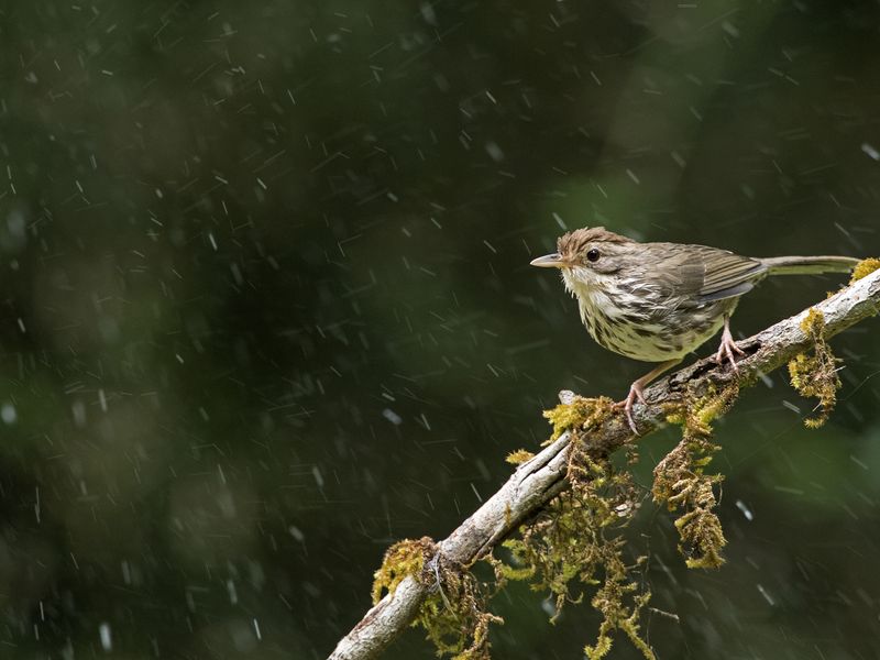 rain bird | Smithsonian Photo Contest | Smithsonian Magazine