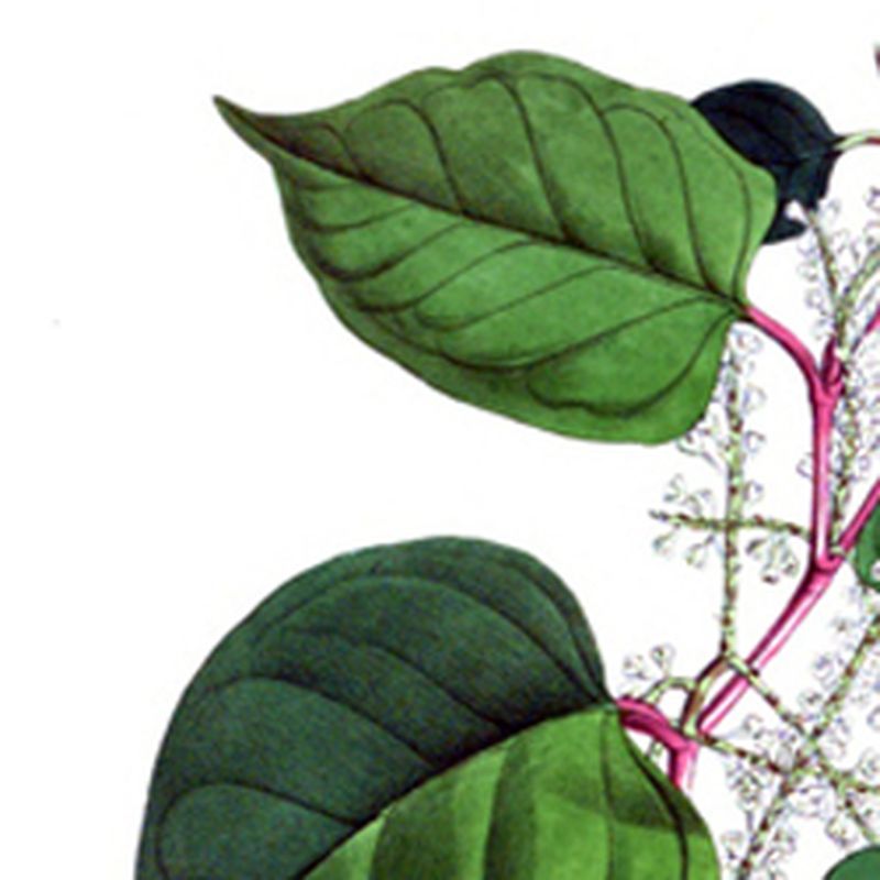 Introduced Species Drawing