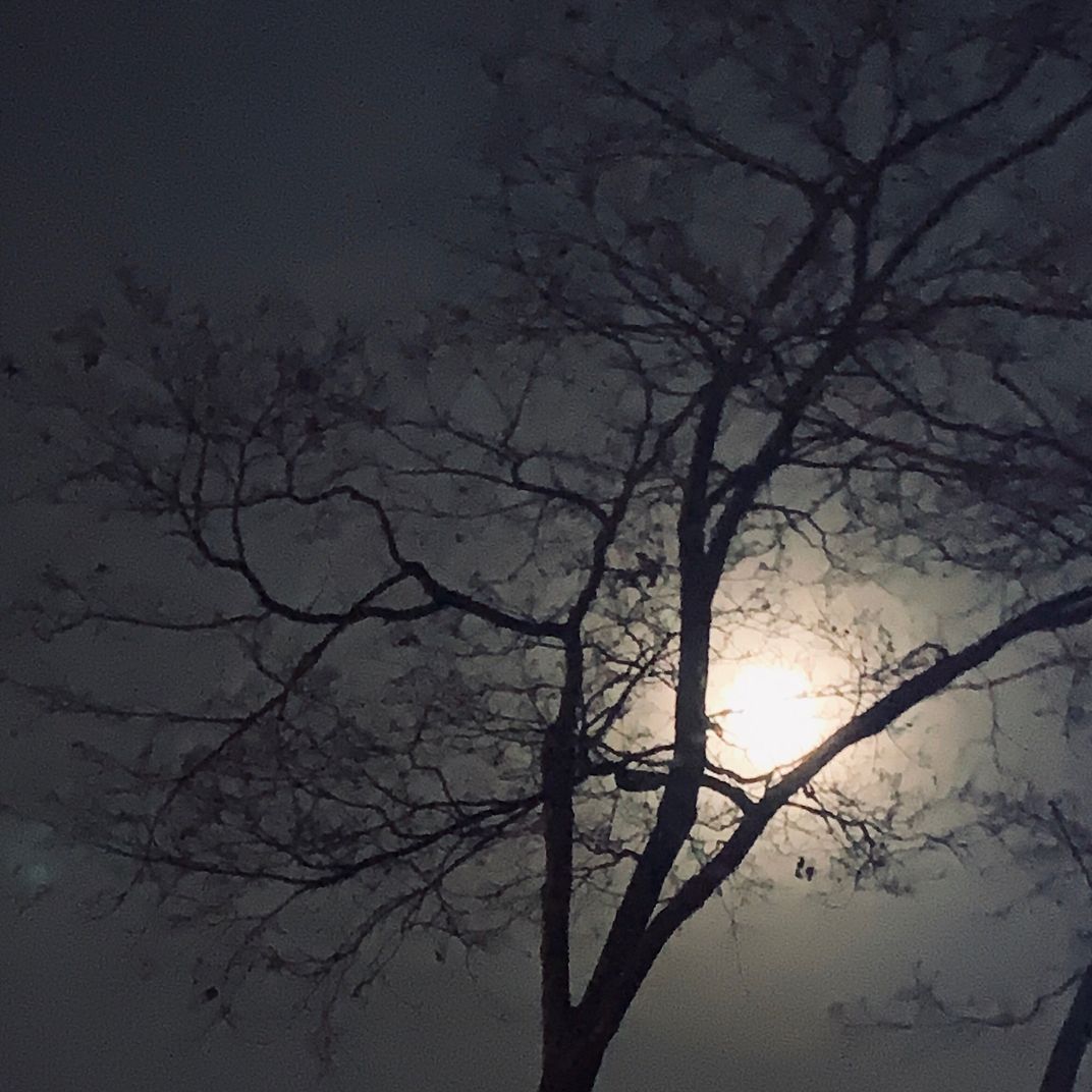 Eerie Moon and Tree | Smithsonian Photo Contest | Smithsonian Magazine