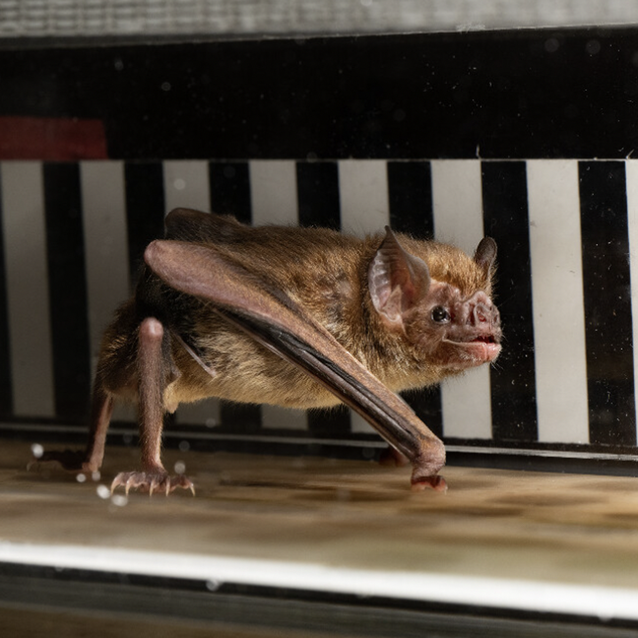 vampire bats come from