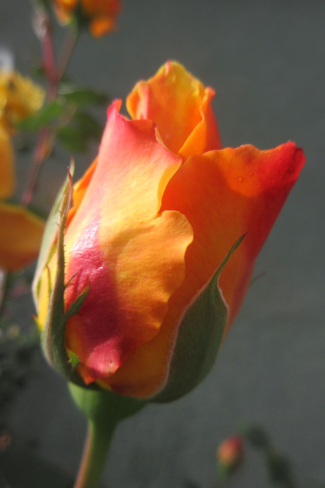 One Rose, Many Colors | Smithsonian Photo Contest | Smithsonian Magazine