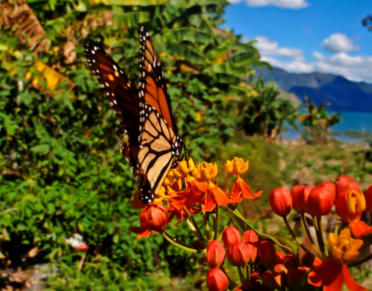 Mission of the Monarch Monarchs use air currents and thermals to travel ...