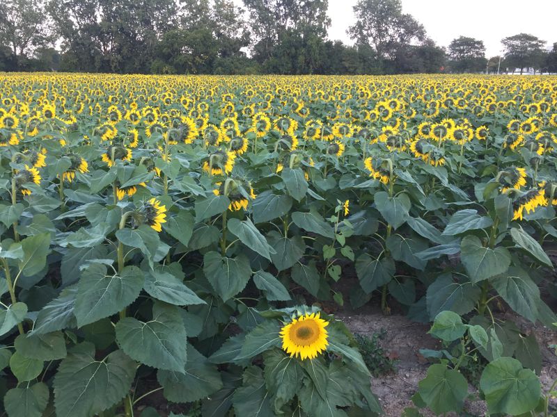 Sunflower farm | Smithsonian Photo Contest | Smithsonian Magazine