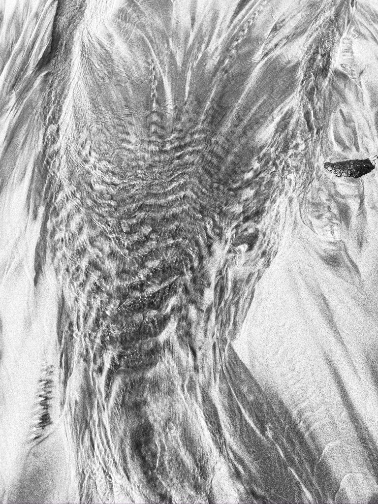 Sand Hawk | Smithsonian Photo Contest | Smithsonian Magazine