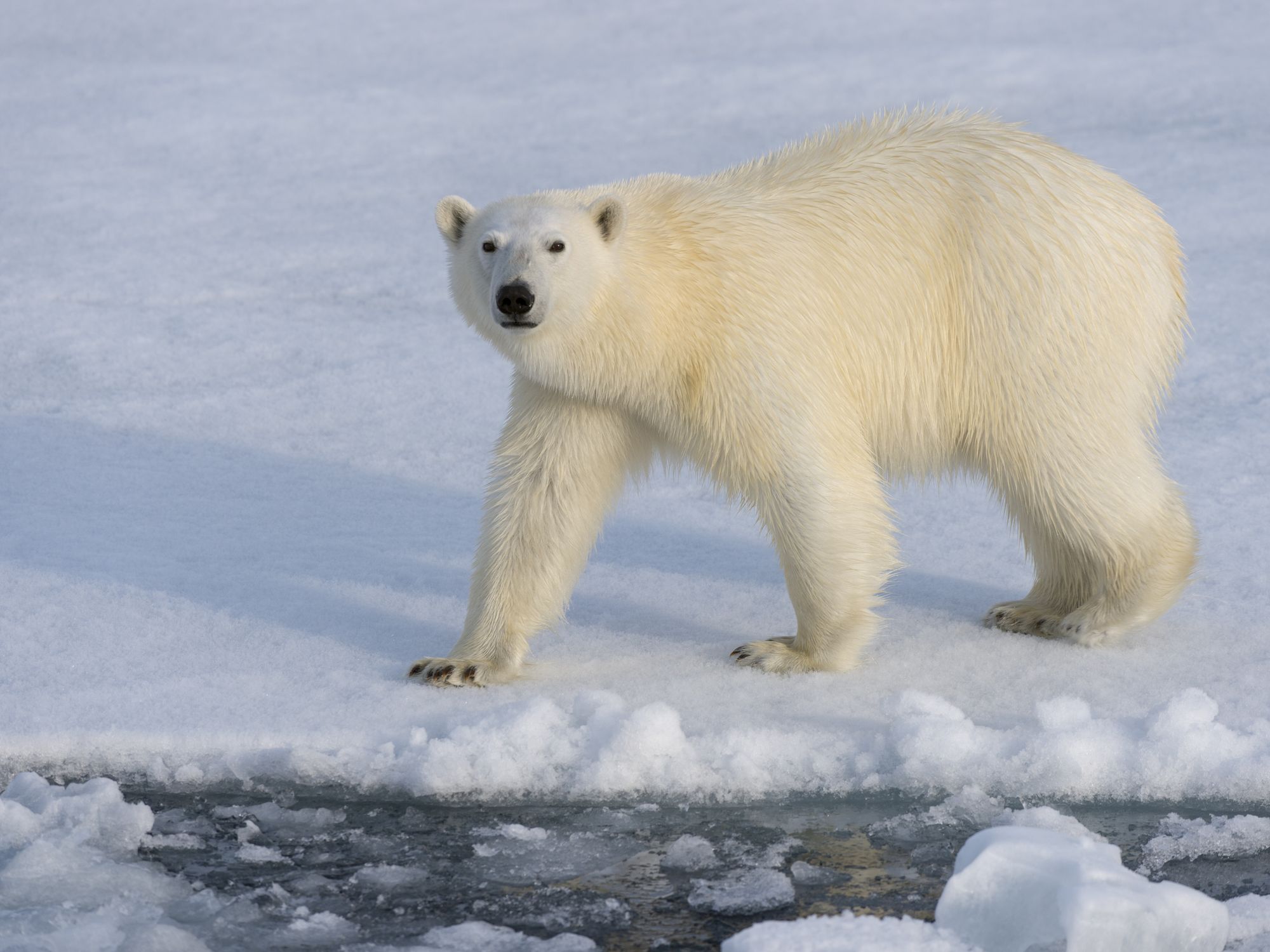 Rare Footage Shows Baby Polar Bears Emerging From Their Den in the Arctic
