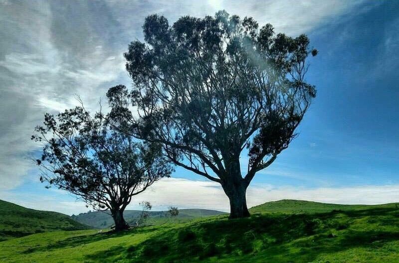 Two lonely trees | Smithsonian Photo Contest | Smithsonian Magazine