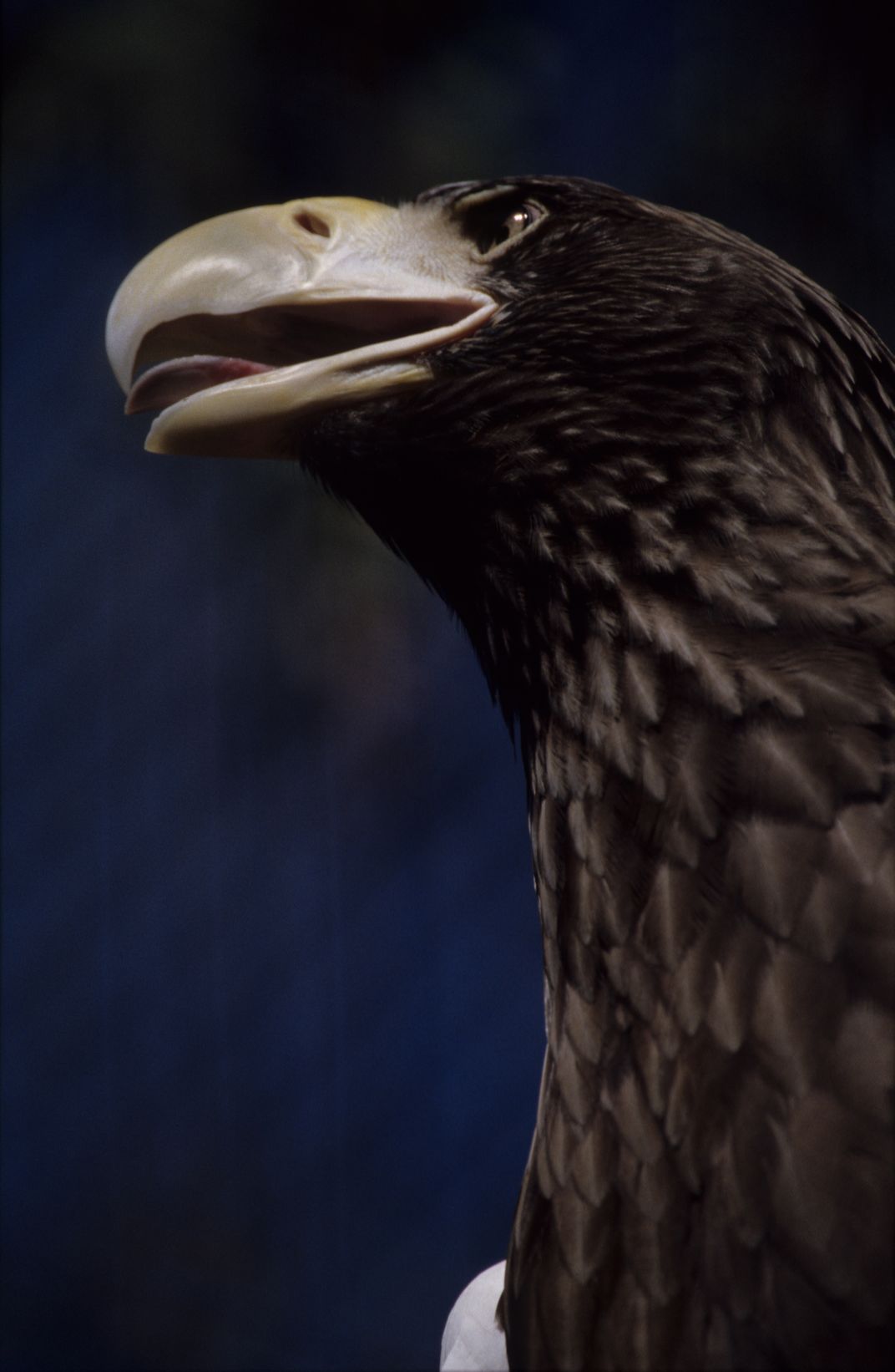 American eagle | Smithsonian Photo Contest | Smithsonian Magazine