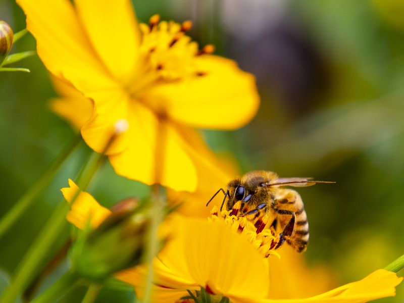 Insect landed on a flower | Smithsonian Photo Contest | Smithsonian ...