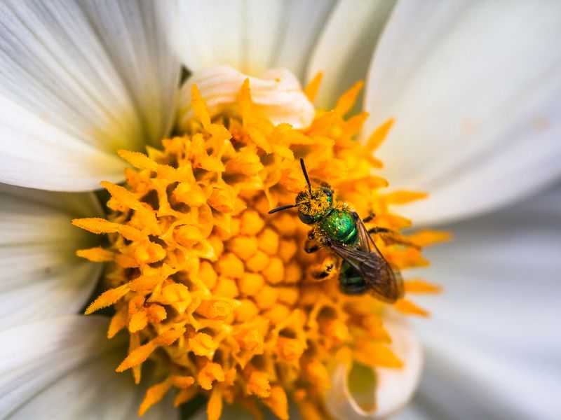 Green Bee | Smithsonian Photo Contest | Smithsonian Magazine