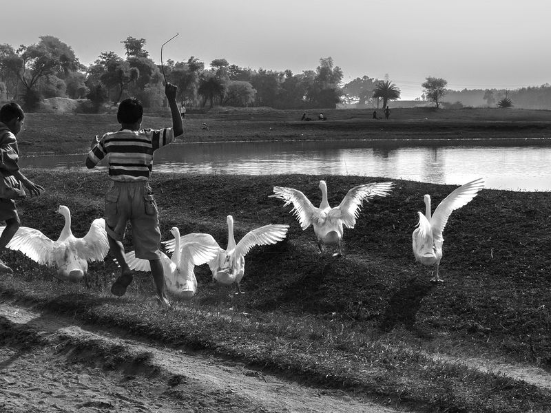 CHASING GEESE | Smithsonian Photo Contest | Smithsonian Magazine