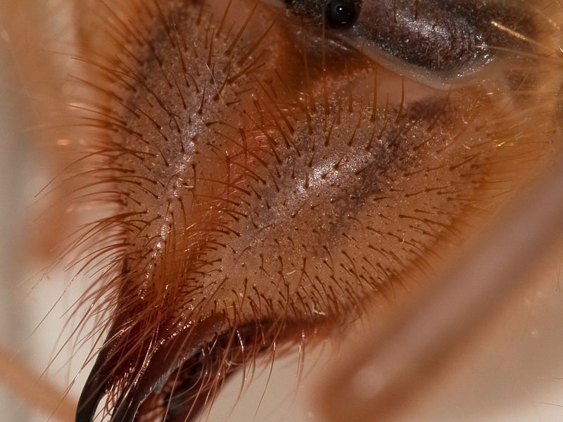 Solpulgids, like this one from Arizona, are also known as sun spiders ...