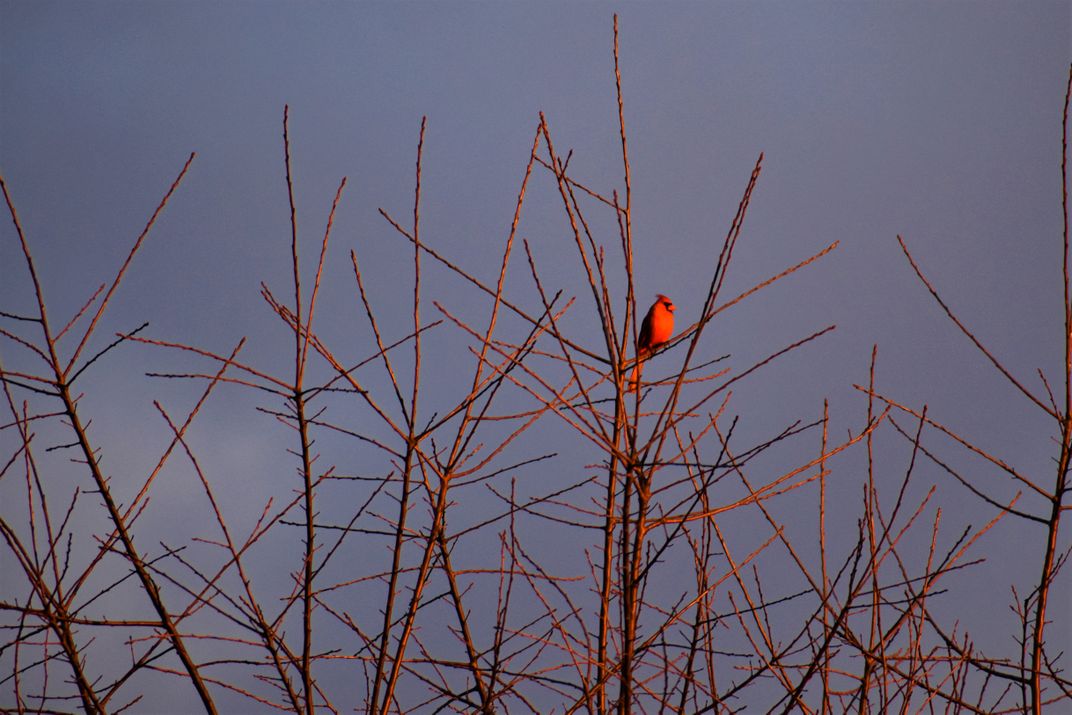 Cardinal in the Sunset | Smithsonian Photo Contest | Smithsonian Magazine