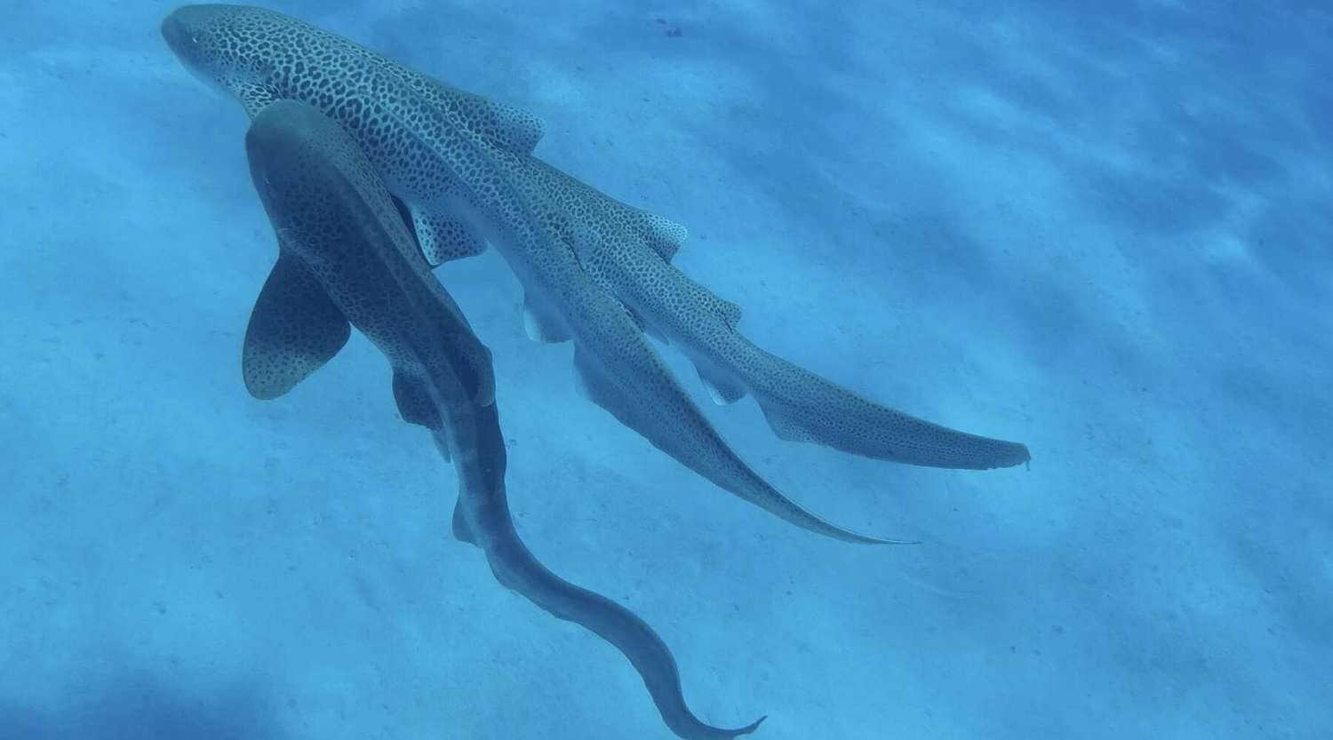 Rare Trio of Leopard Sharks Spotted Mating in the Wild for the First ...