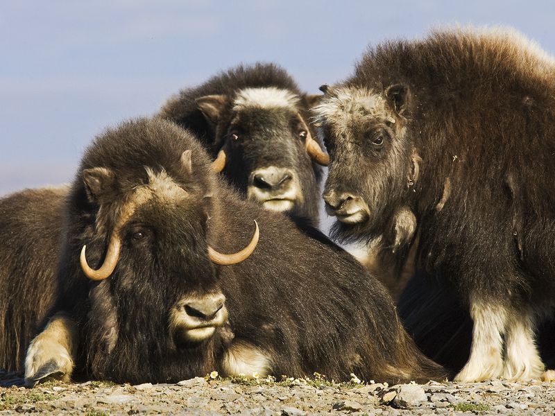 A group of Muskoxen in the Arctic National Wildlife Refuge, Alaska ...