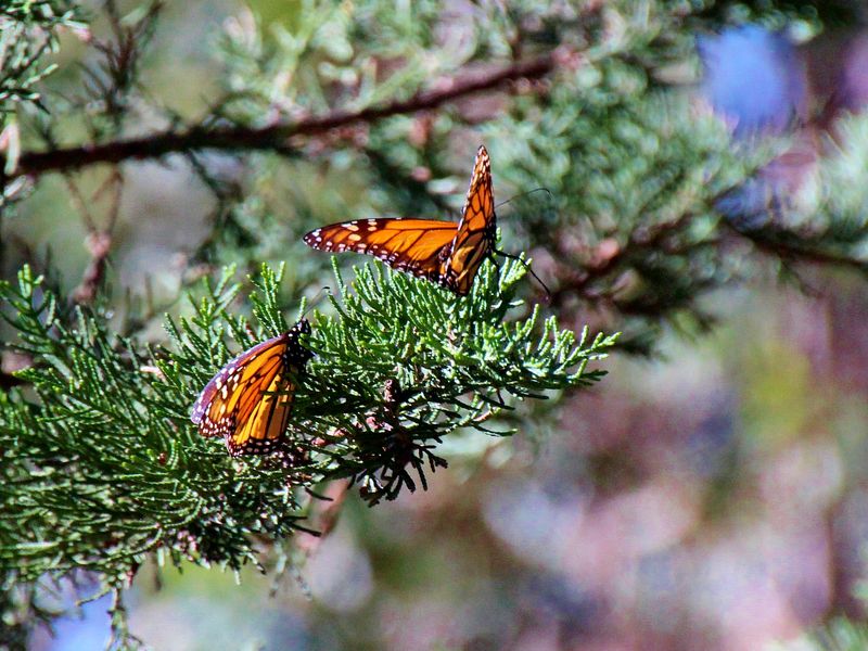 Monarch Butterfly | Smithsonian Photo Contest | Smithsonian Magazine