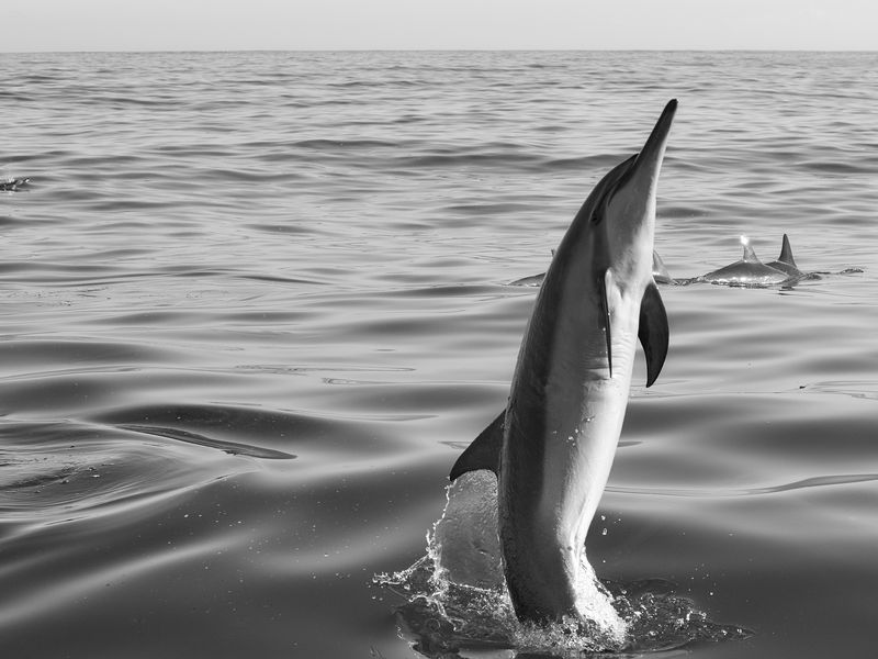 Spinner Dolphin Doing Tricks | Smithsonian Photo Contest | Smithsonian ...