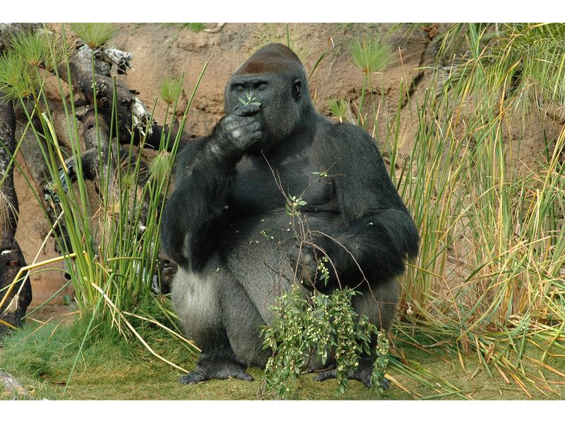 Papa Gorilla Smelling a flower | Smithsonian Photo Contest ...