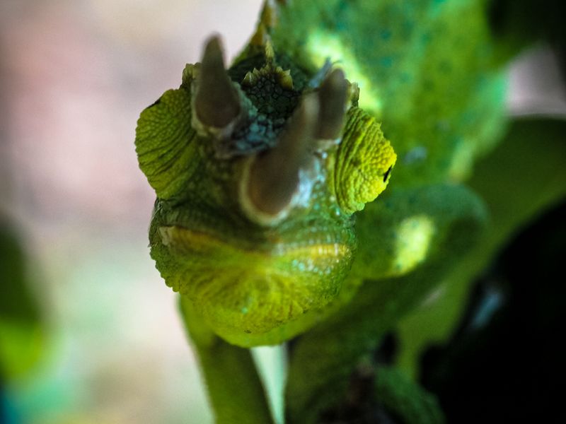 Large Chameleon in Tree | Smithsonian Photo Contest | Smithsonian Magazine