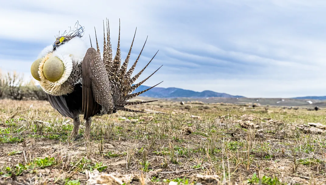 Strut display | Smithsonian Photo Contest | Smithsonian Magazine