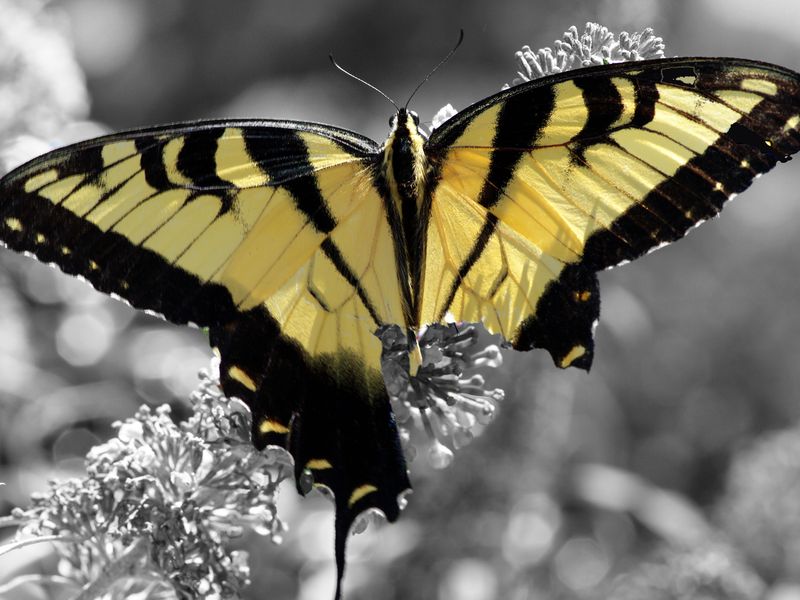Swallow Tail | Smithsonian Photo Contest | Smithsonian Magazine