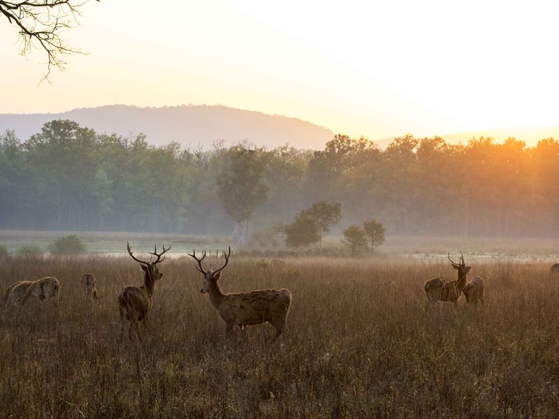 endangered barasingha deer in Kanha Tiger Reserve India | Smithsonian ...