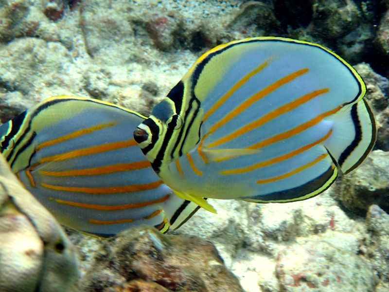 A pair of Ornate Butterflyfish off Kona, Hawaii | Smithsonian Photo ...