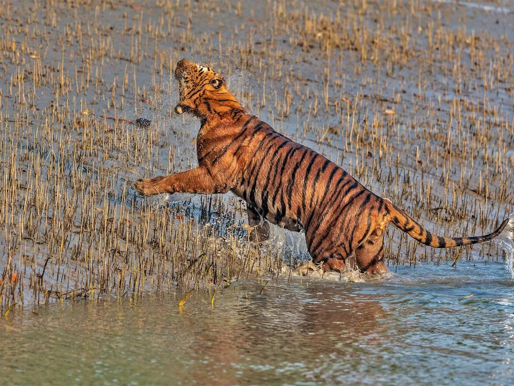 man eater tiger from the sunderbans mangroves forest | Smithsonian ...