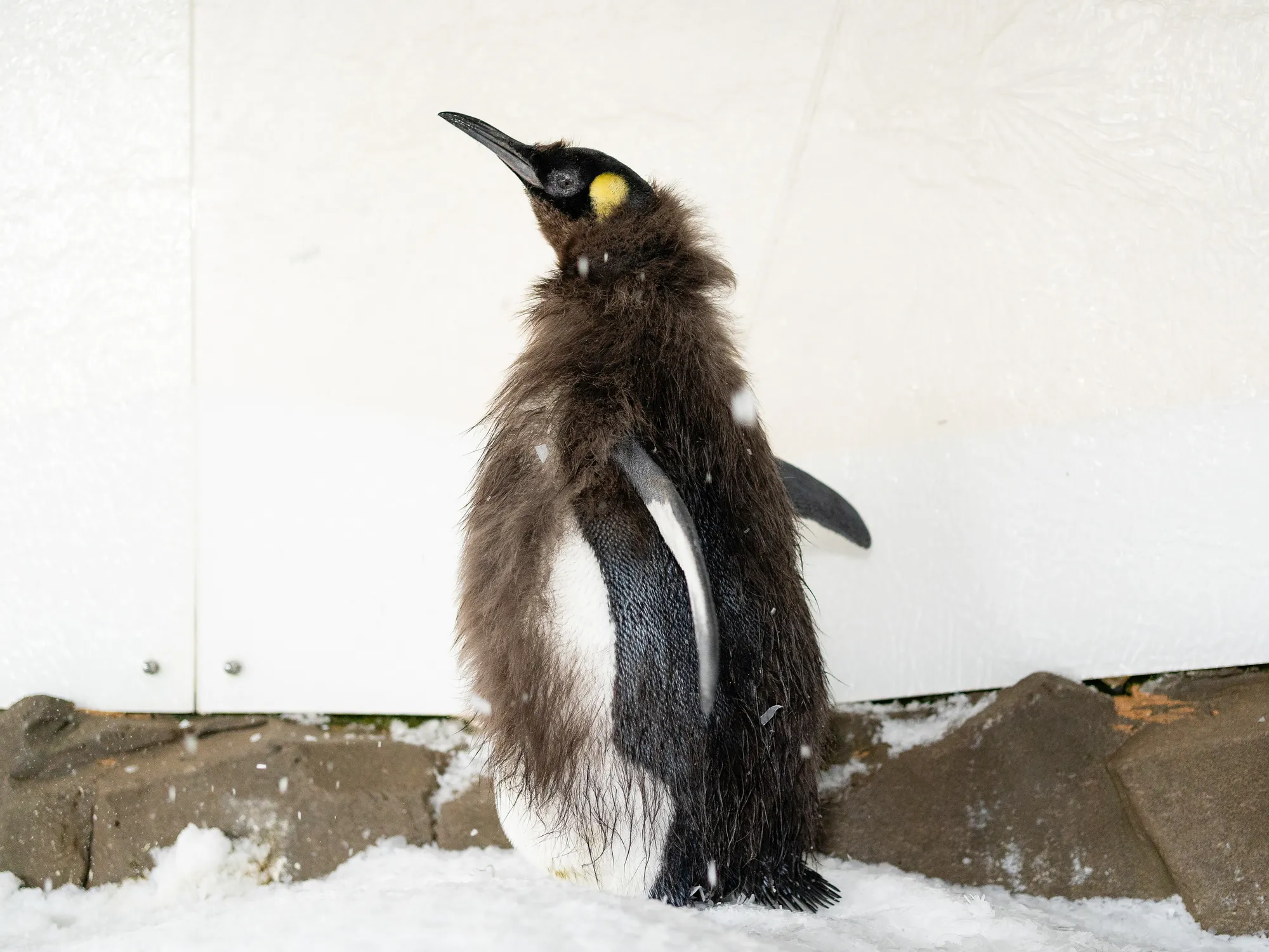 See New Images of Pesto, Australia's Enormous Baby Penguin, in His ...