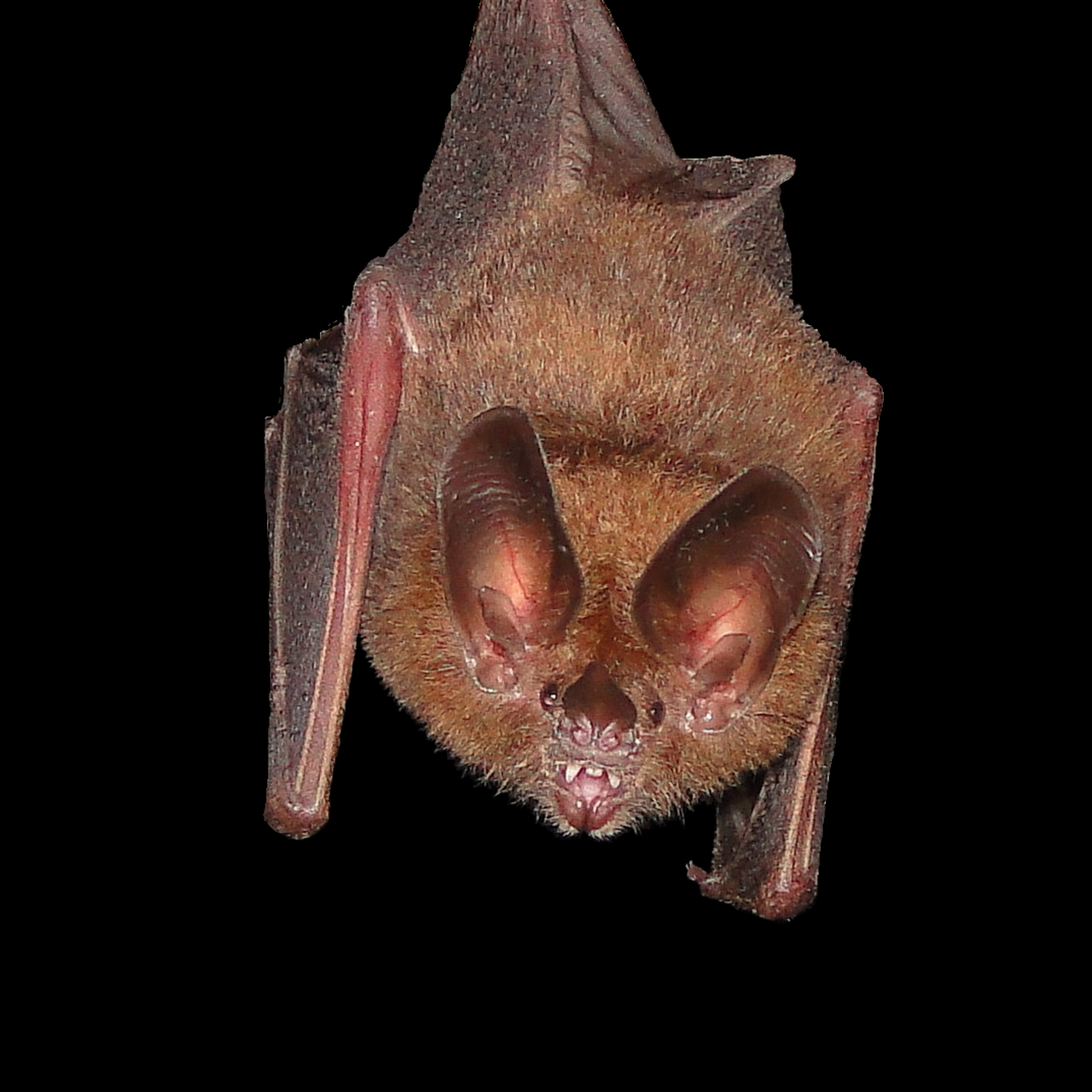 bats hunting techniques