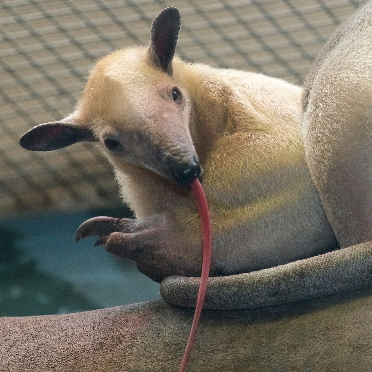 Giant Anteater Tongue Out