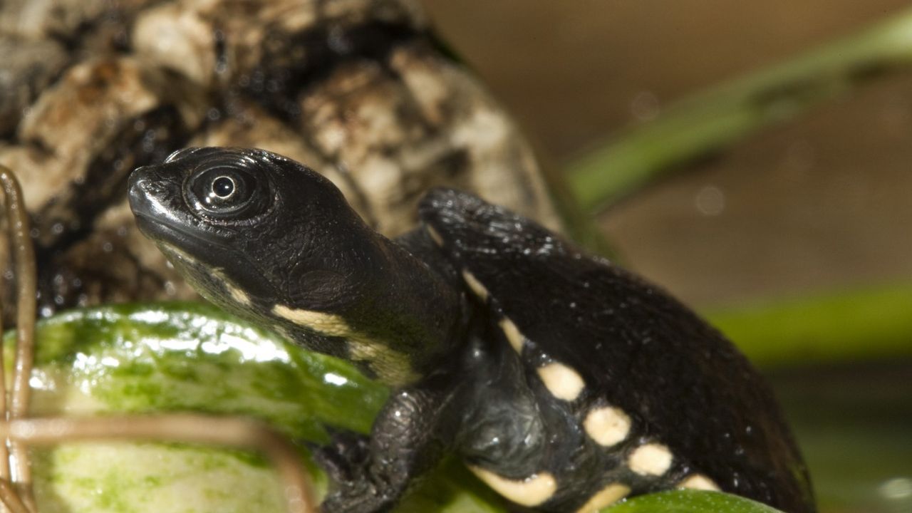 world's smallest turtle hatchlings