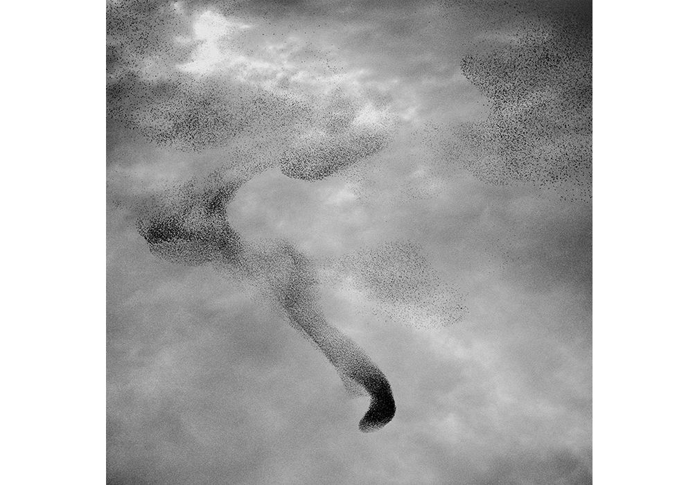 Beautiful and Eerie Photographs of Starlings in Flight