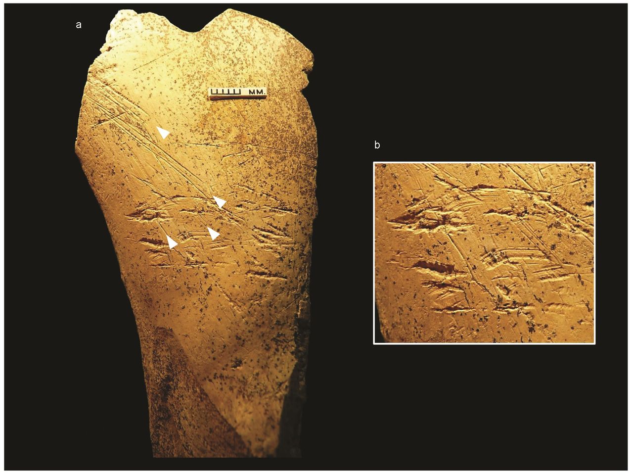 bone tools neanderthals