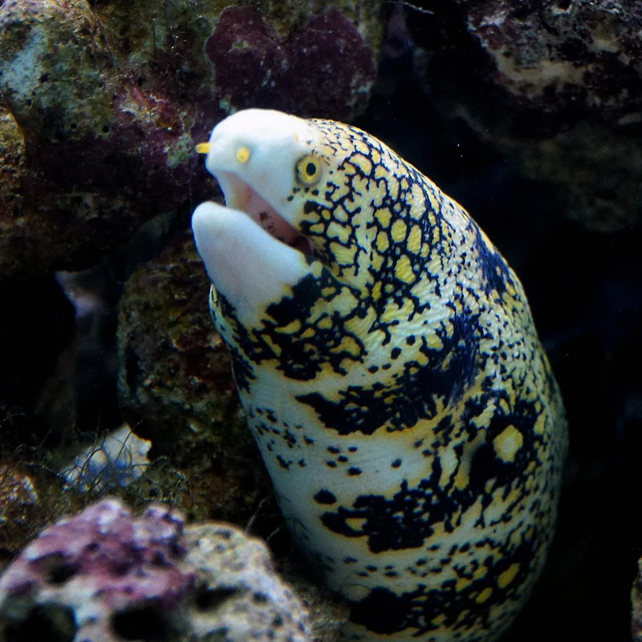 eel like predatory fish