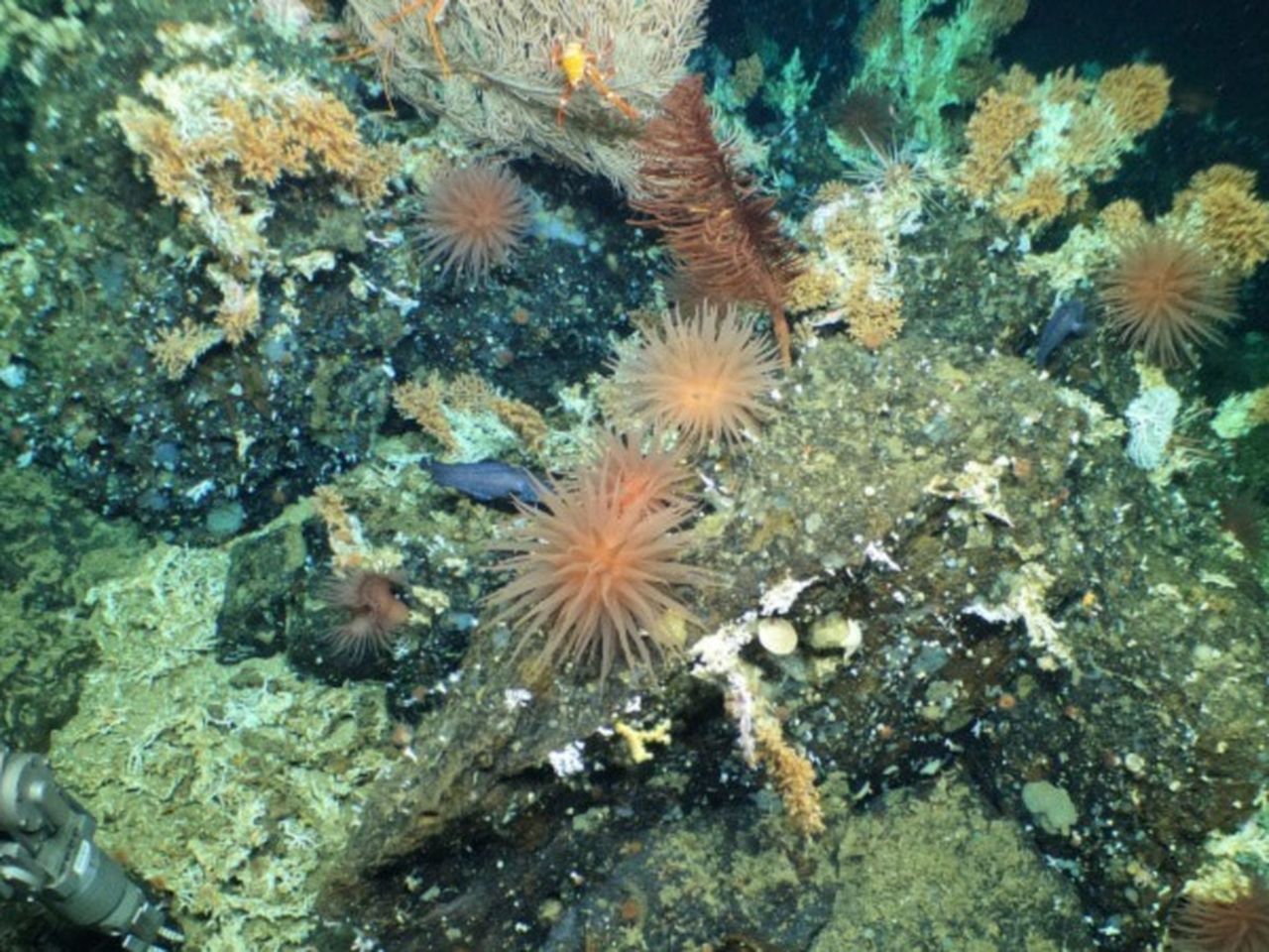 real reefs gloucester